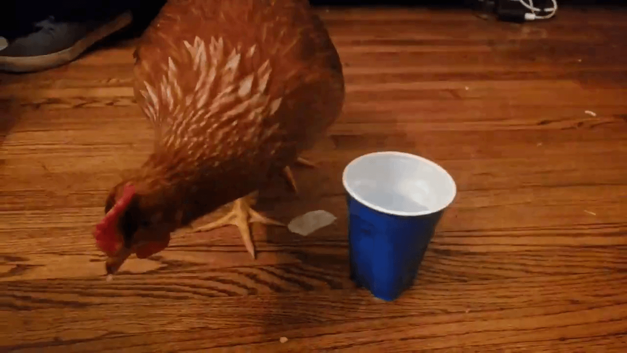 RARE FOOTAGE OF ICE GETTING ATTACKED BY A CHICKEN - NeatClip