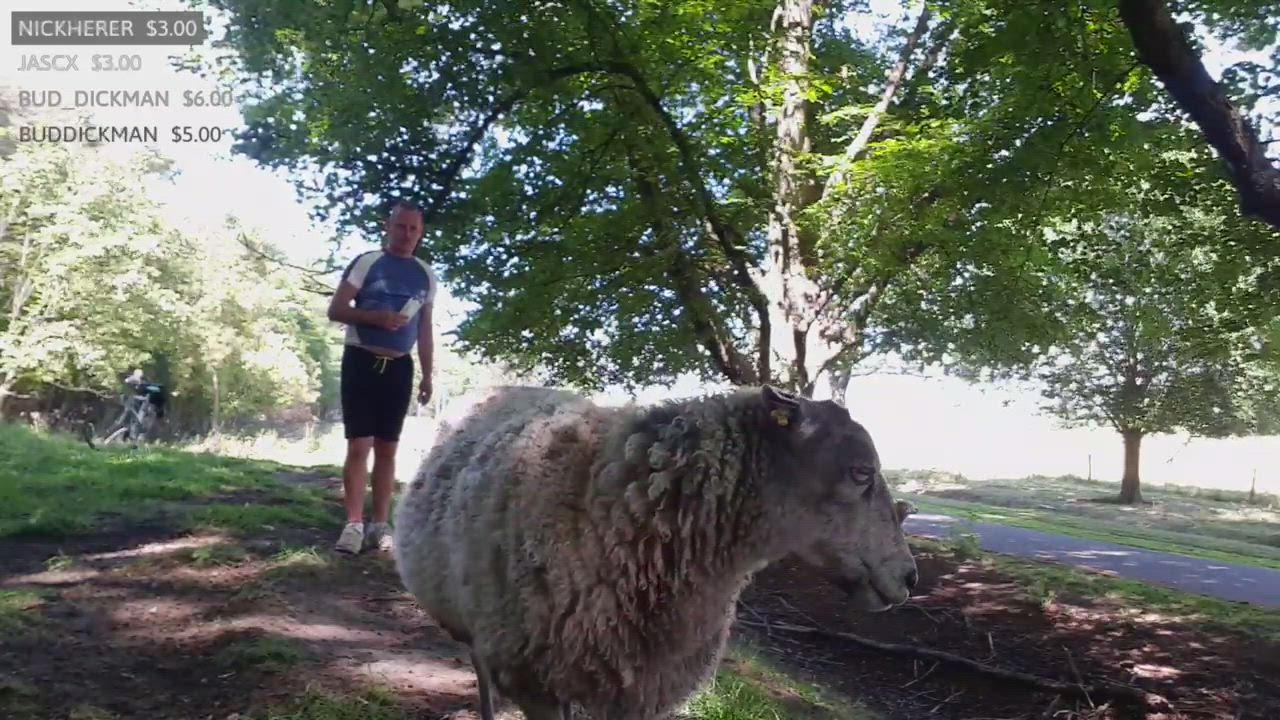 Sober day 9 Forest exercise - Close up Sheep - NeatClip